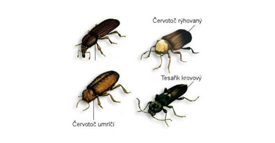 Drevokazný hmyz